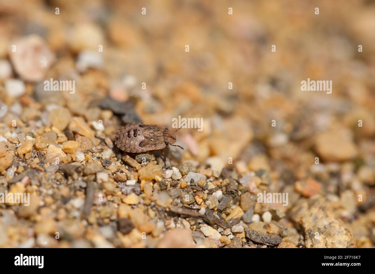 Sand runner hi-res stock photography and images - Alamy
