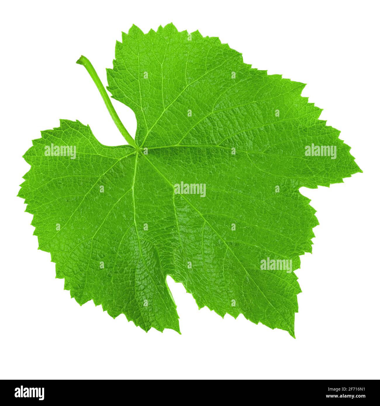 Green grape leaf on an isolated background. File contains clipping path ...
