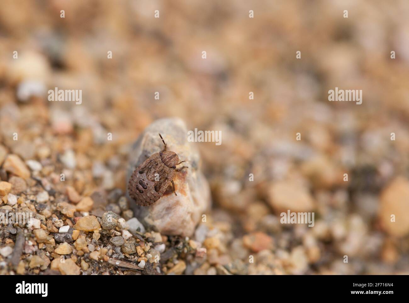 Sand runner hi-res stock photography and images - Alamy