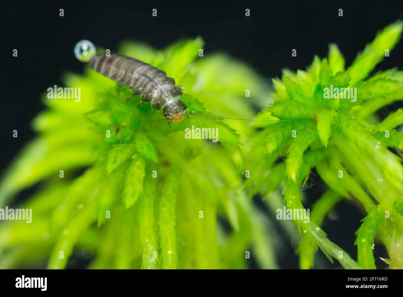 Marsh beetle hi-res stock photography and images - Alamy