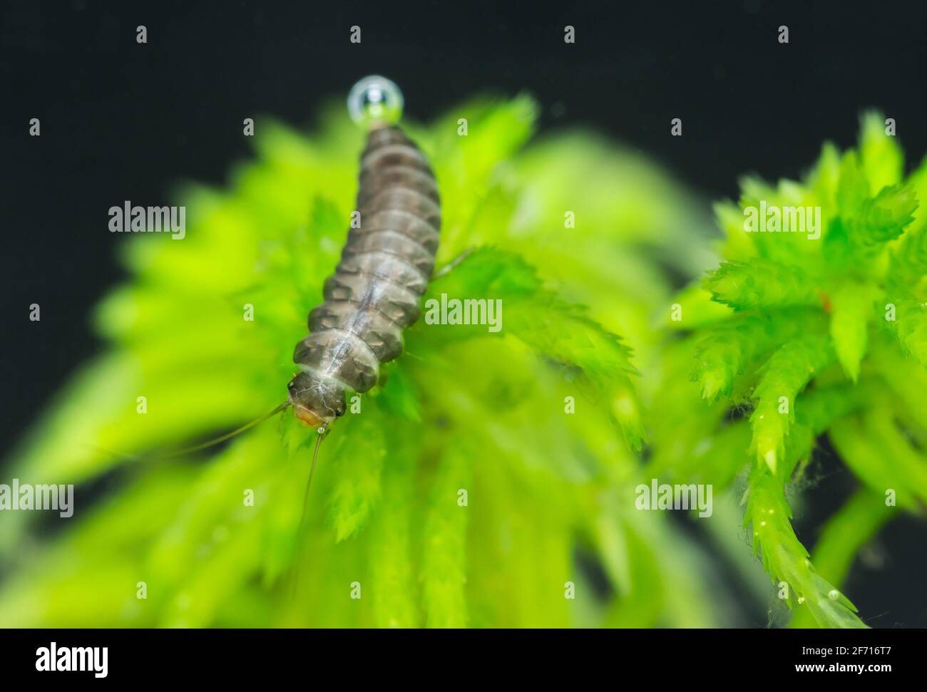 Marsh beetle larva (Scirtidae Stock Photo - Alamy