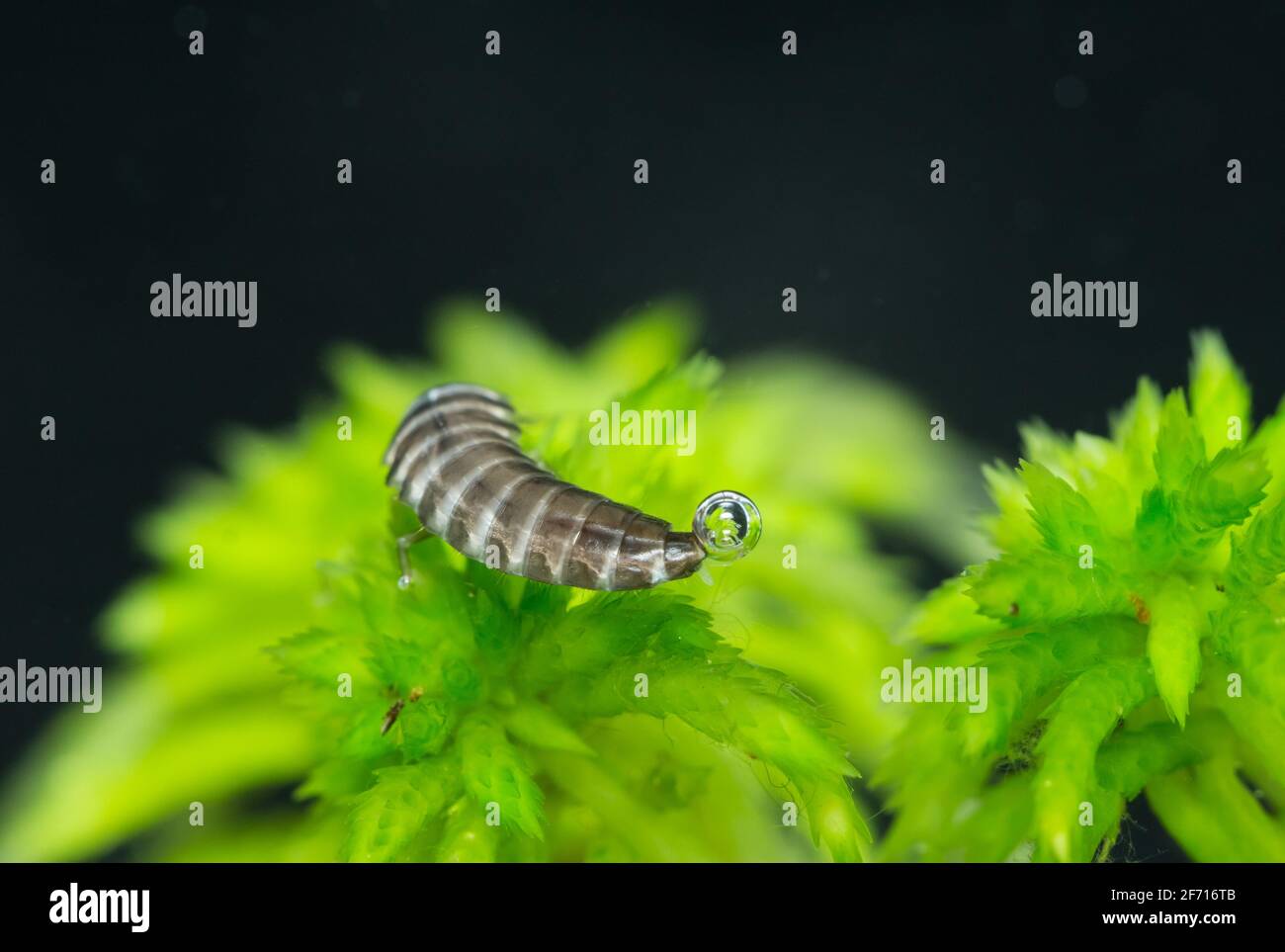 Marsh beetle larva (Scirtidae Stock Photo - Alamy