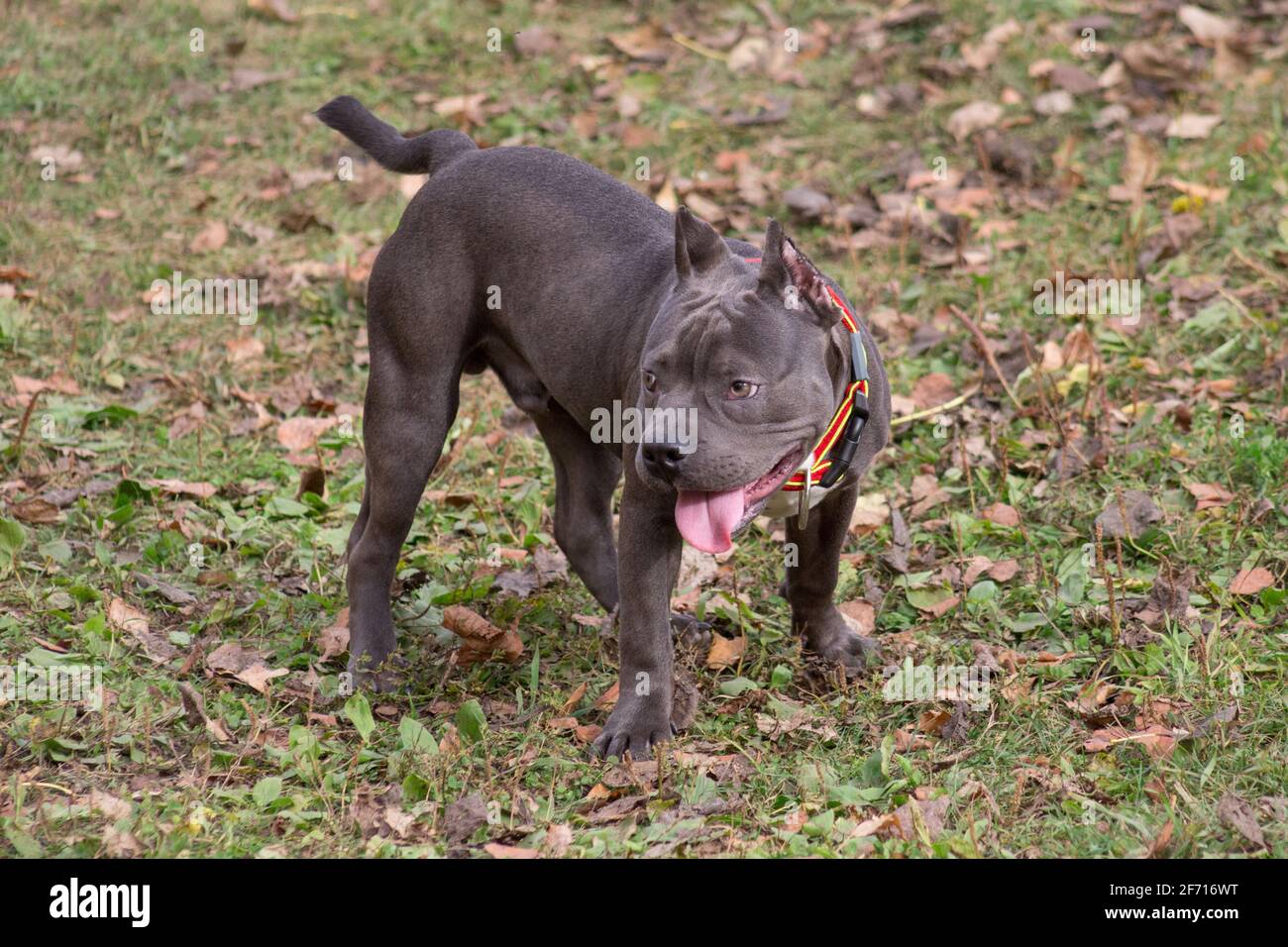 Cute american bully puppy is standing in the autumn park. Seven month ...