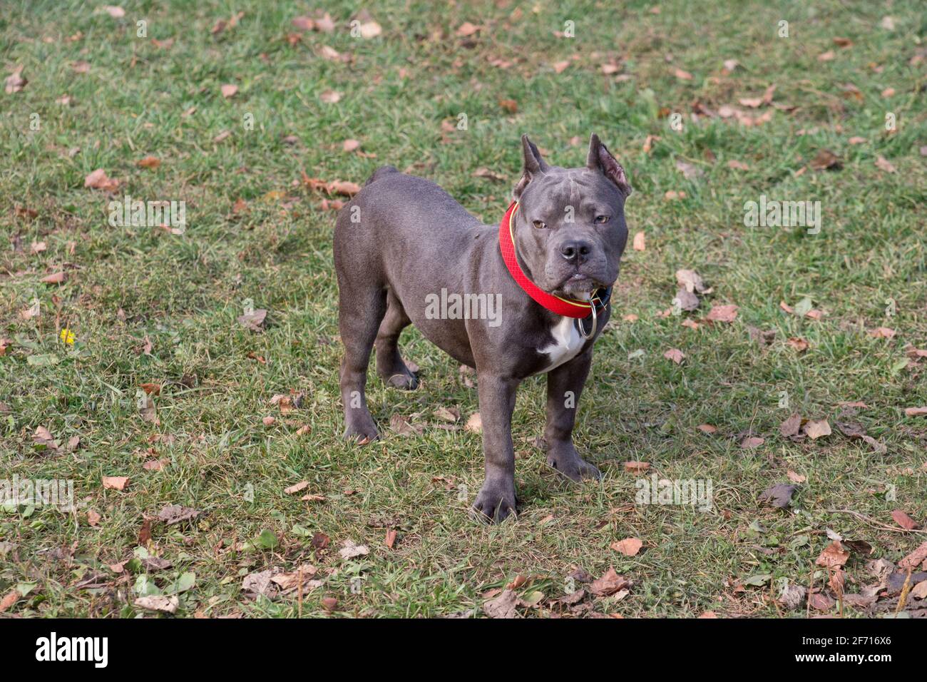 Sad american bully puppy is standing in the autumn park. Seven month ...