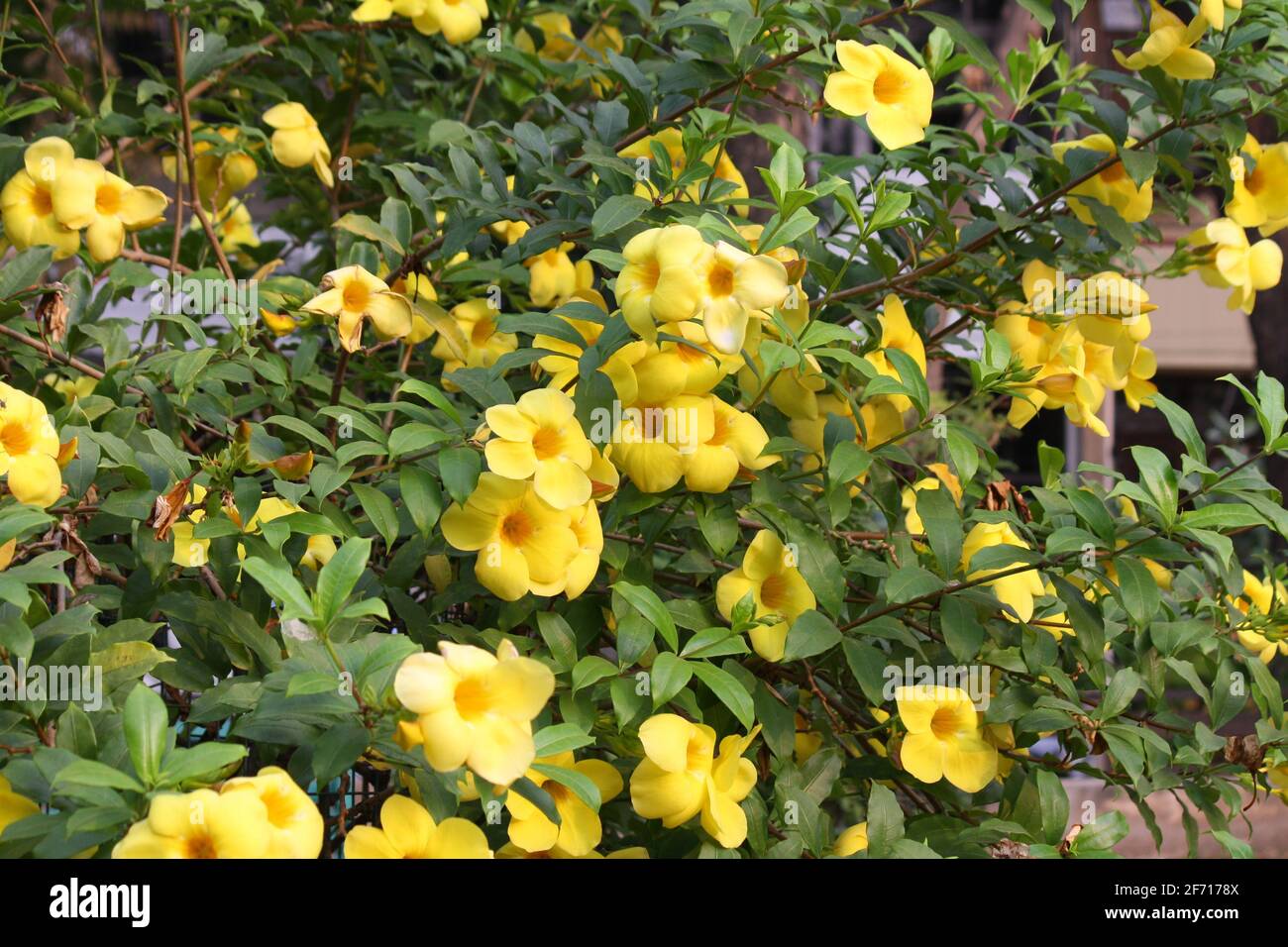 Golden trumpet (Allamanda cathartica) in full bloom in a garden : (pix ...
