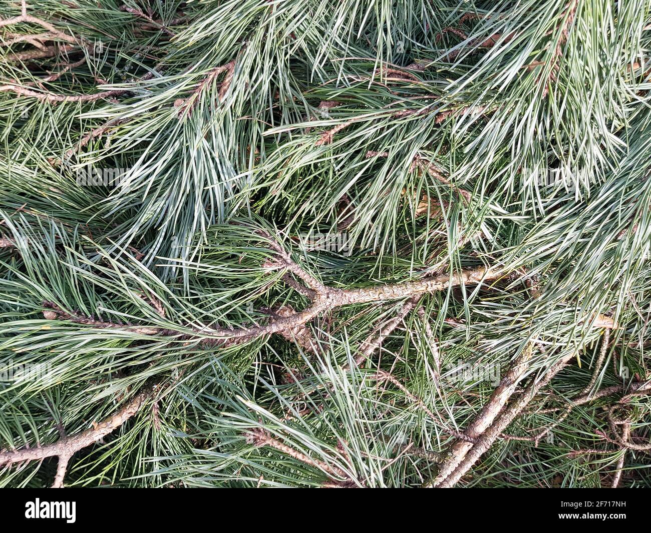 Branches texture hi-res stock photography and images - Alamy