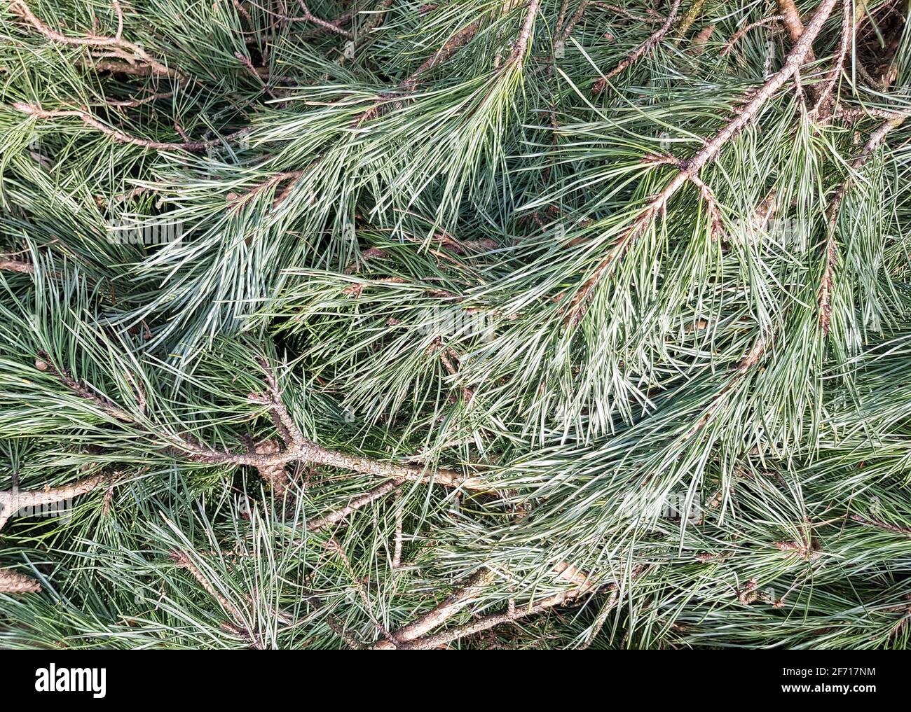 Spruce pine needle conifer hi-res stock photography and images - Alamy