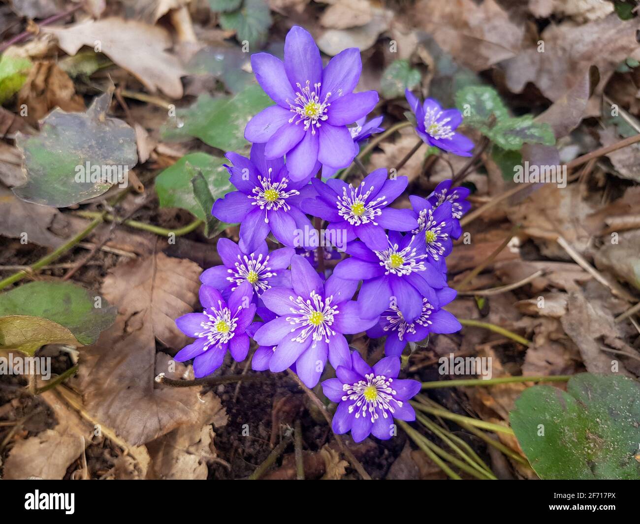 The first snowdrops after winter Anemone hepatica. Anemone hepatica ...