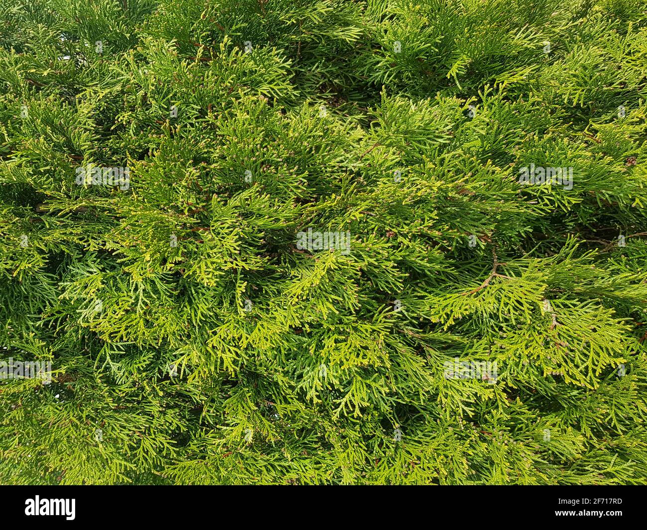 Thuja shrub hi-res stock photography and images - Alamy
