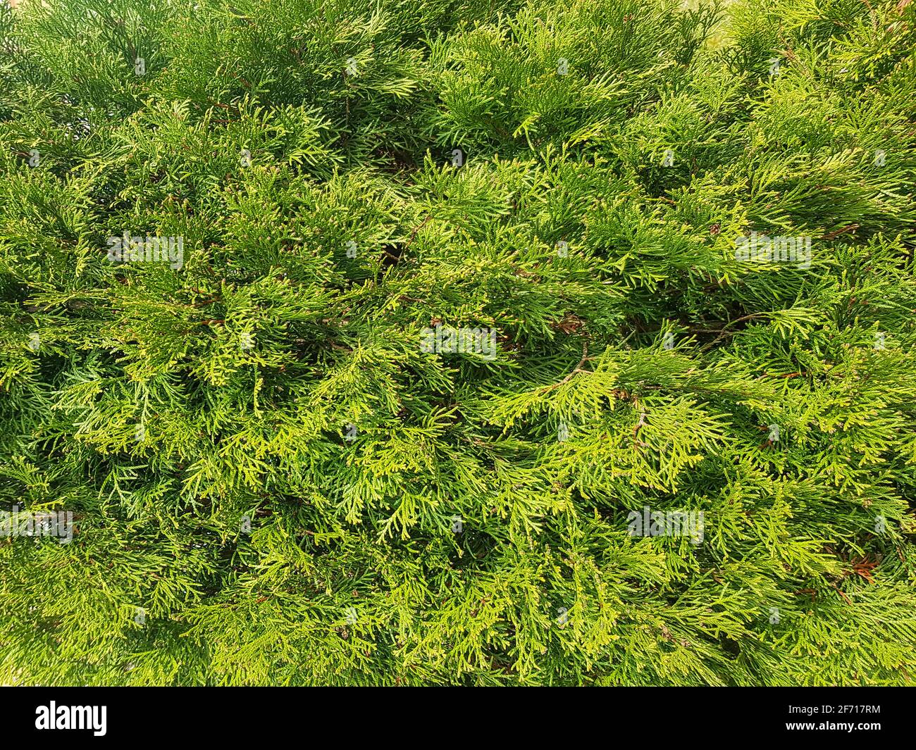 Background of thuja branches. Texture of thuja branches Stock Photo - Alamy