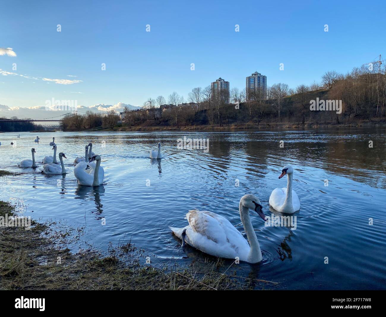 The swan family swims on the river. Many swans in one photo Stock Photo ...