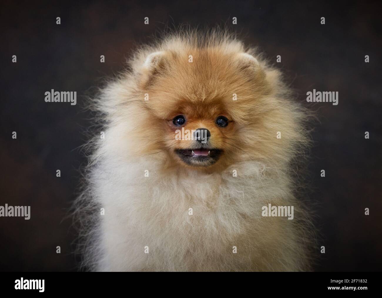 portrait of miniature pomeranian spitz puppy Stock Photo - Alamy