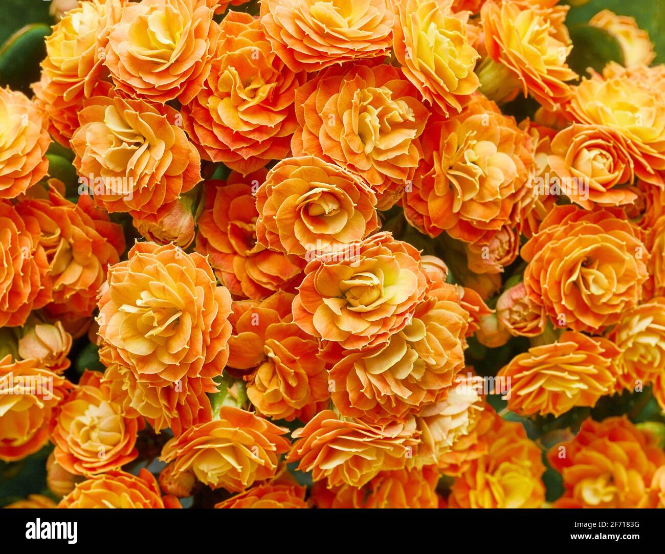 blooming orange color flower background, top view Stock Photo - Alamy