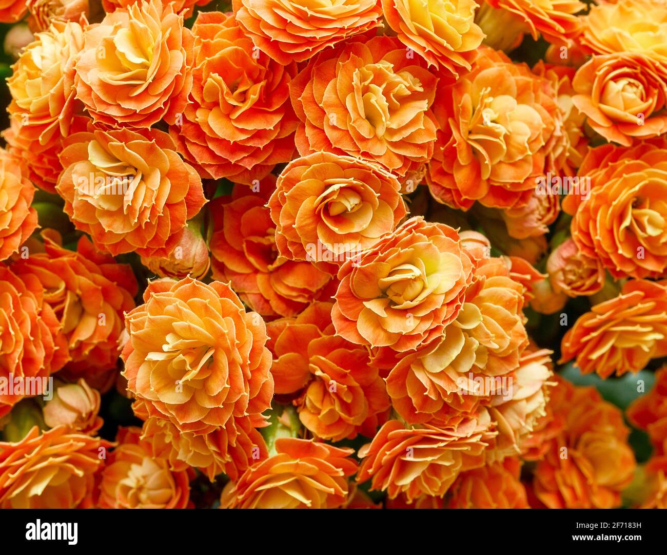 blooming orange color flower background, top view Stock Photo - Alamy