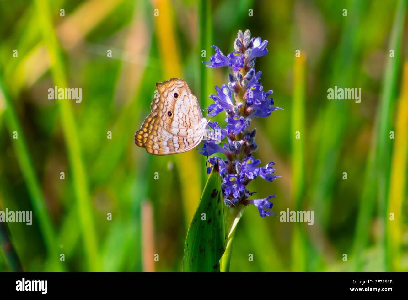White Peacock Moth in the Florida Swamp Stock Photo - Alamy