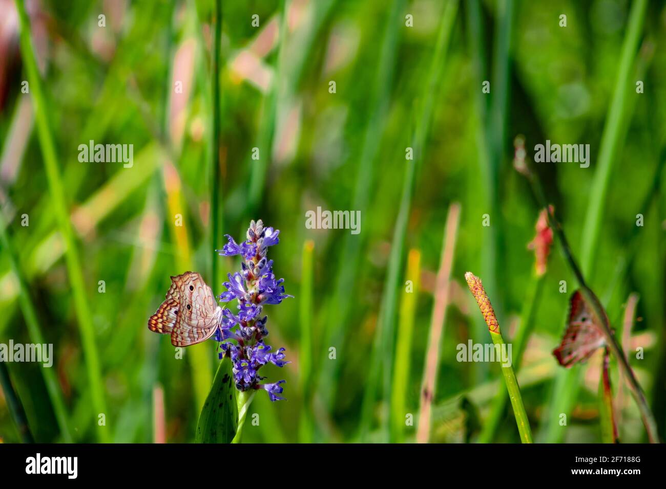 White Peacock Moth in the Florida Swamp Stock Photo - Alamy