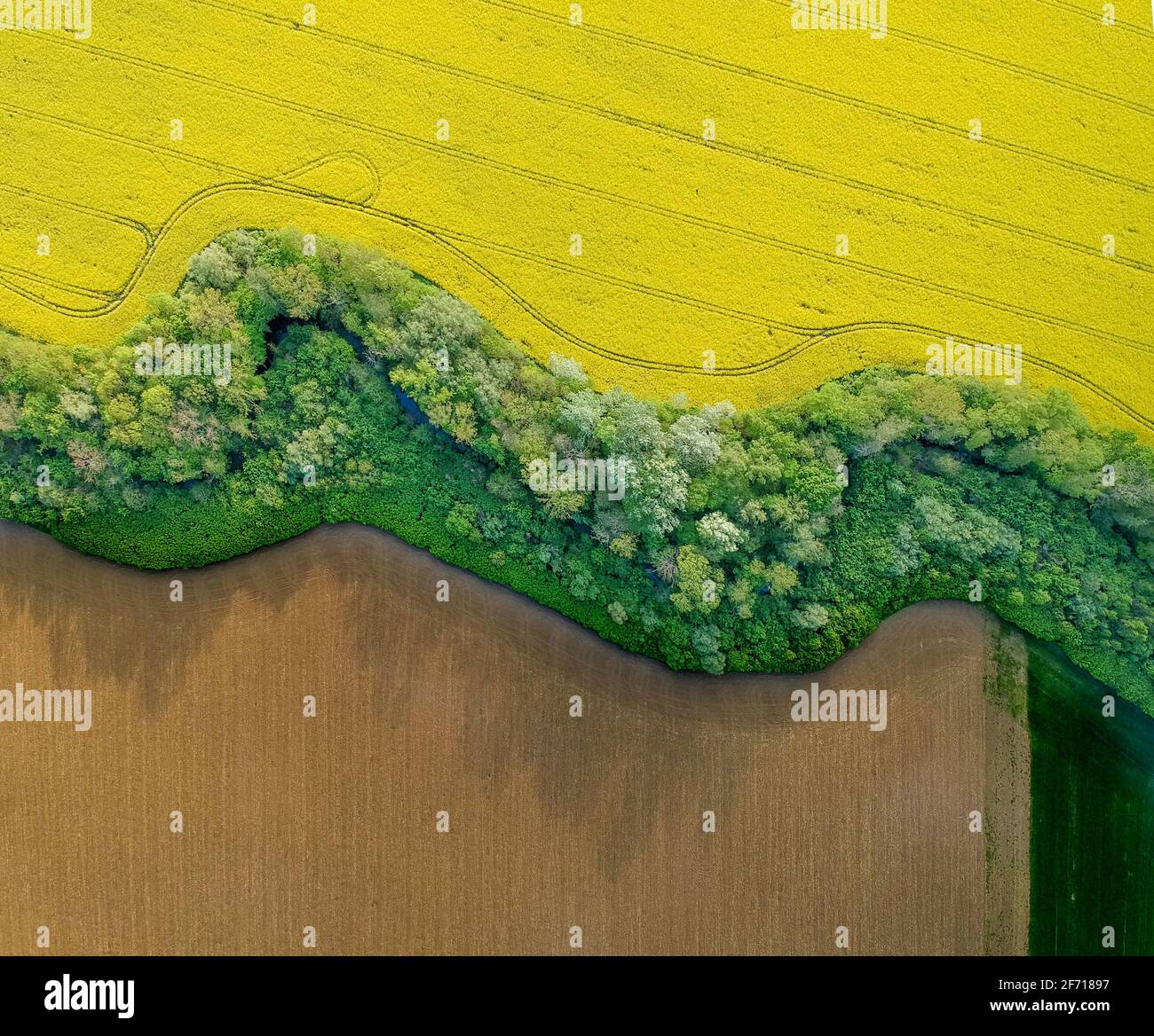 Yellow rapeseed field in bloom at spring Stock Photo - Alamy
