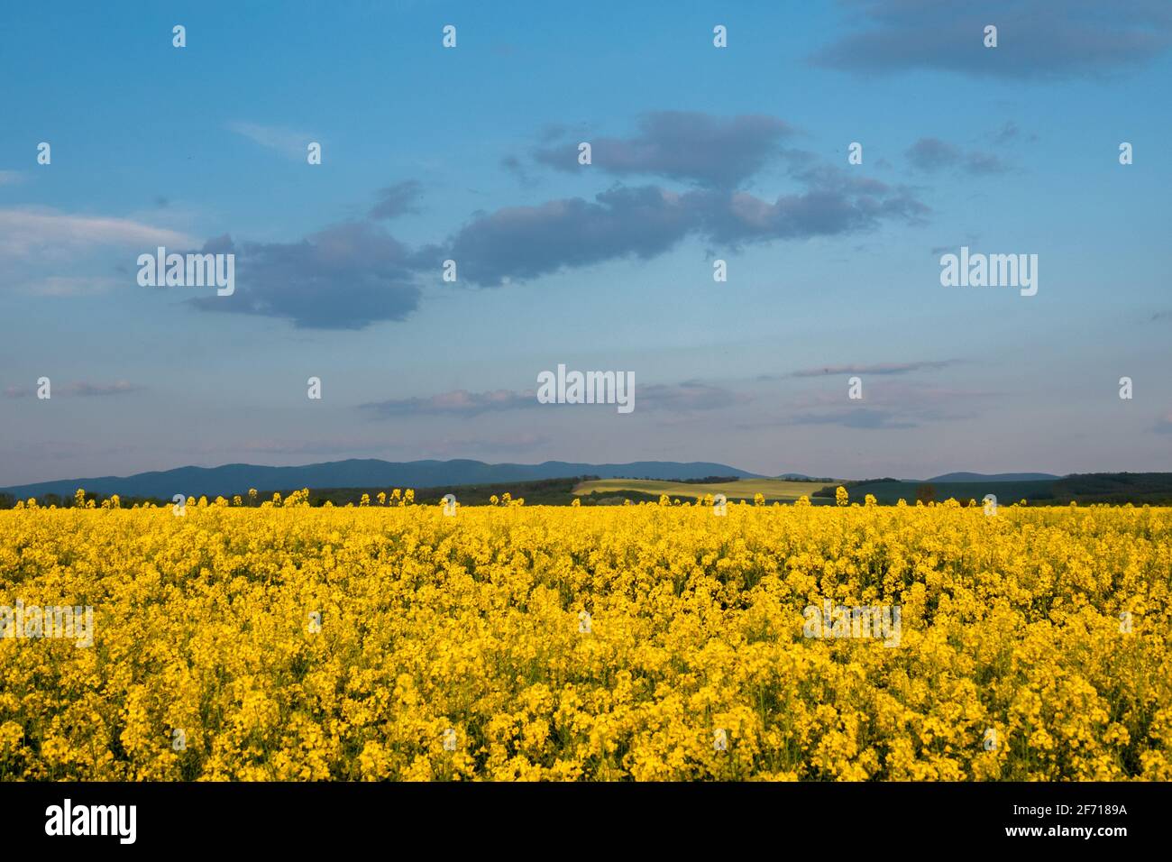 Yellow rapeseed field in bloom at spring Stock Photo - Alamy