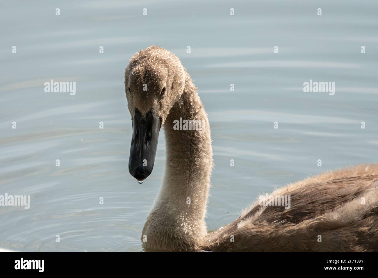 Portrait young swan hi-res stock photography and images - Alamy