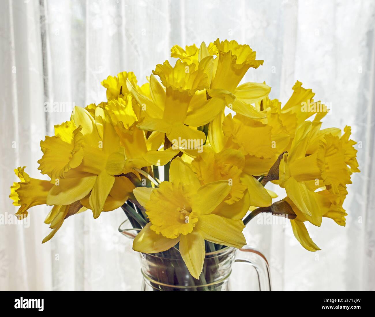 Bright yellow Daffodils in a glass jug against back lit white curtains ...