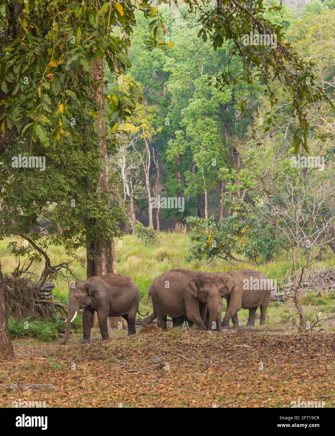 Wild Elephant Herd in Nagarhole National Park (Karnataka, India Stock ...