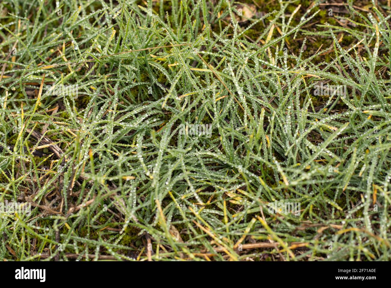 Autumn Dew from wet fog on Lush Green Grass Stock Photo - Alamy