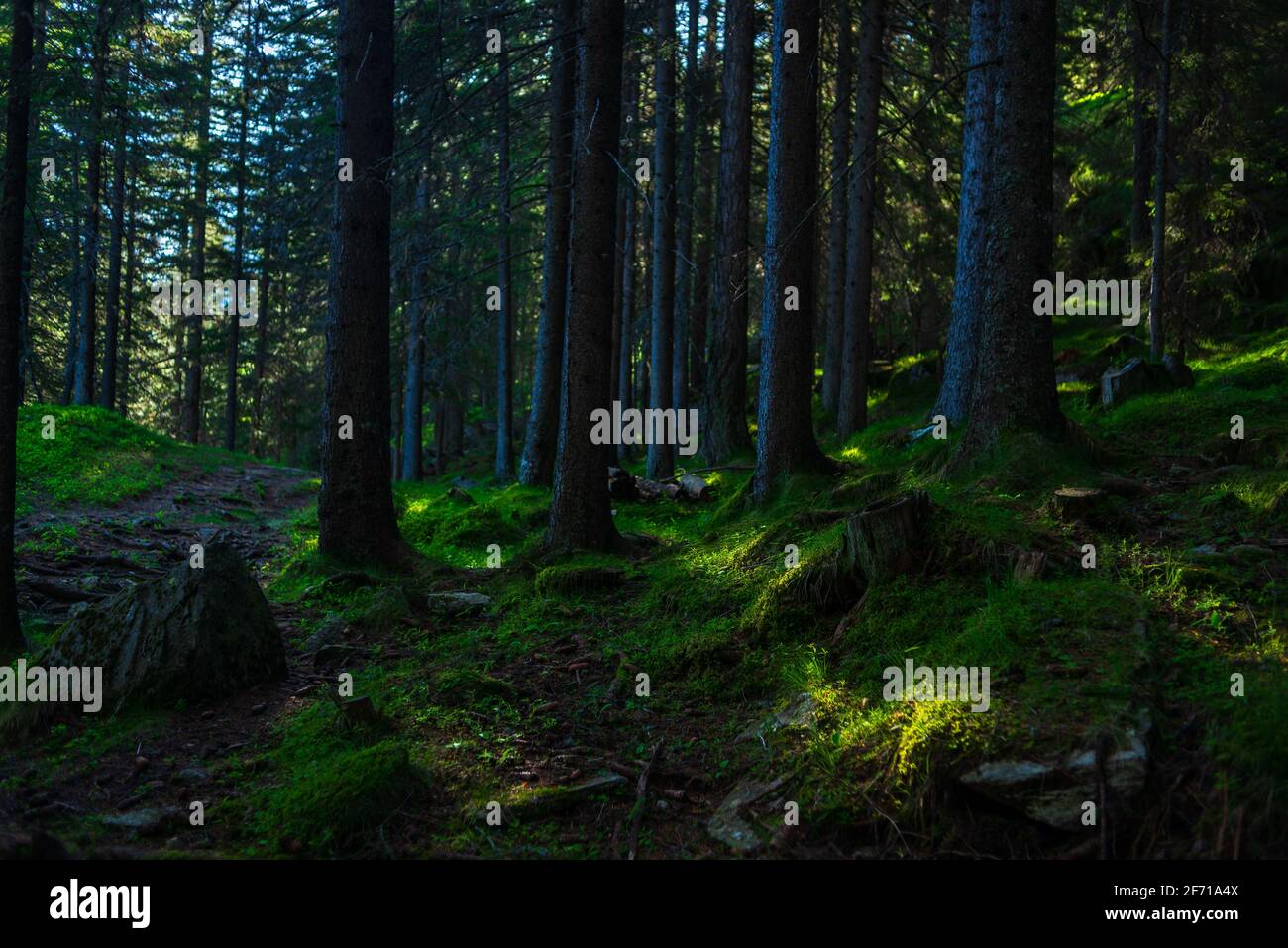 Sunlight crossing green pine and larch tree forest in springtime ...