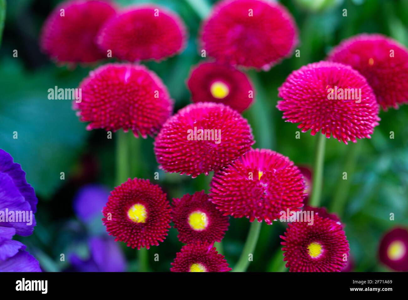 Red Daisy Seeds Bellis perennis Common Daisy in spring Stock Photo - Alamy
