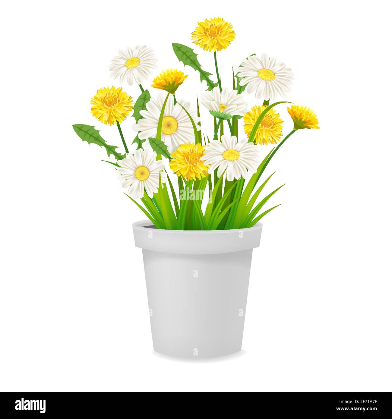 Daisy and dandelions blossom in flowerpot, spring flowers. Realistic ...