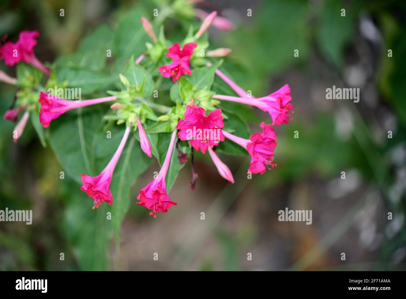 Four O'Clock flower (Mirabilis jalapa) in bloom : (pix SShukla Stock ...