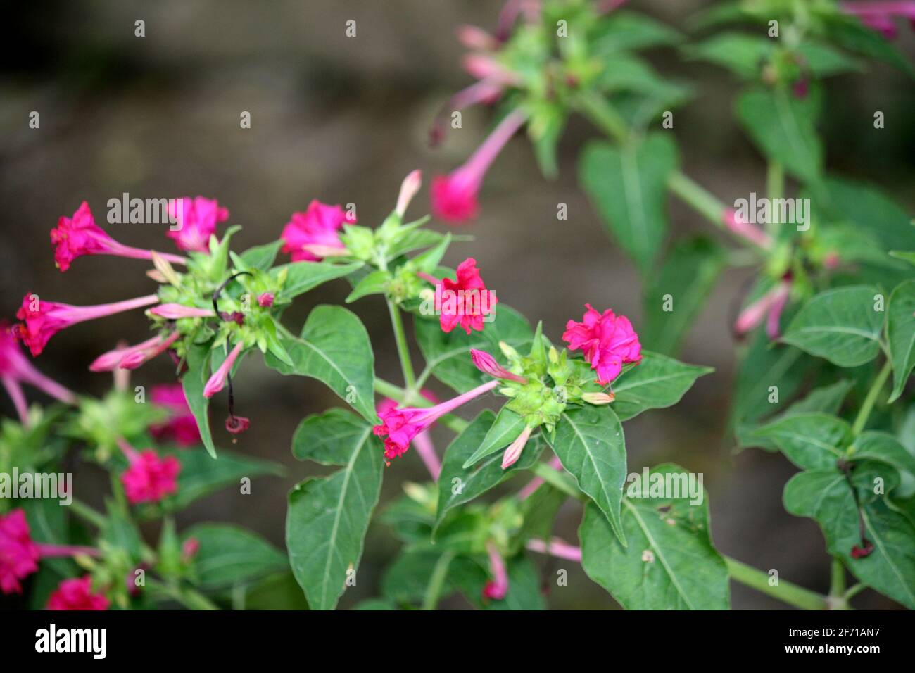 Fruit of mirabilis jalapa hi-res stock photography and images - Alamy