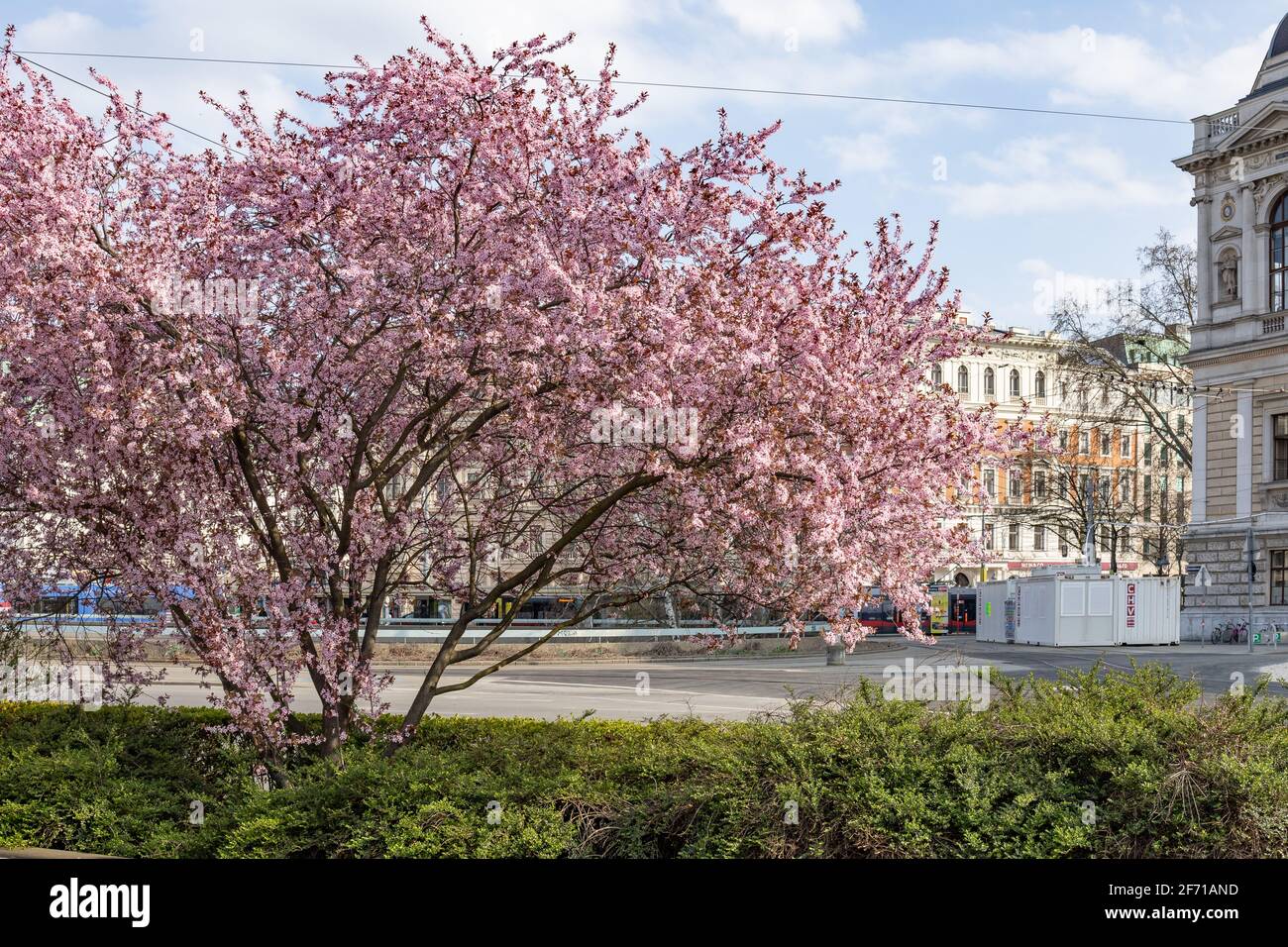 Pink cherry trees in Vienna near Schottentor Stock Photo - Alamy