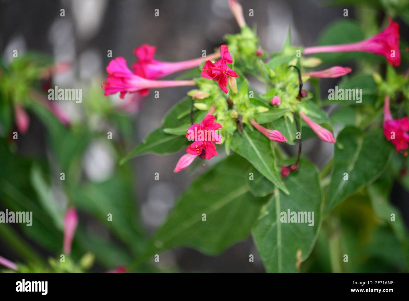 Fruit of mirabilis jalapa hi-res stock photography and images - Alamy