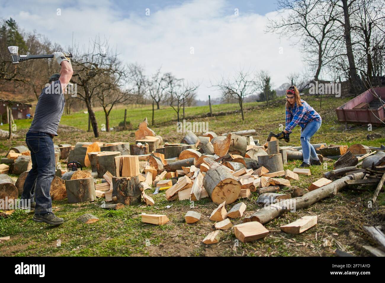 Couple splitting large beech wood in the backyard Stock Photo - Alamy