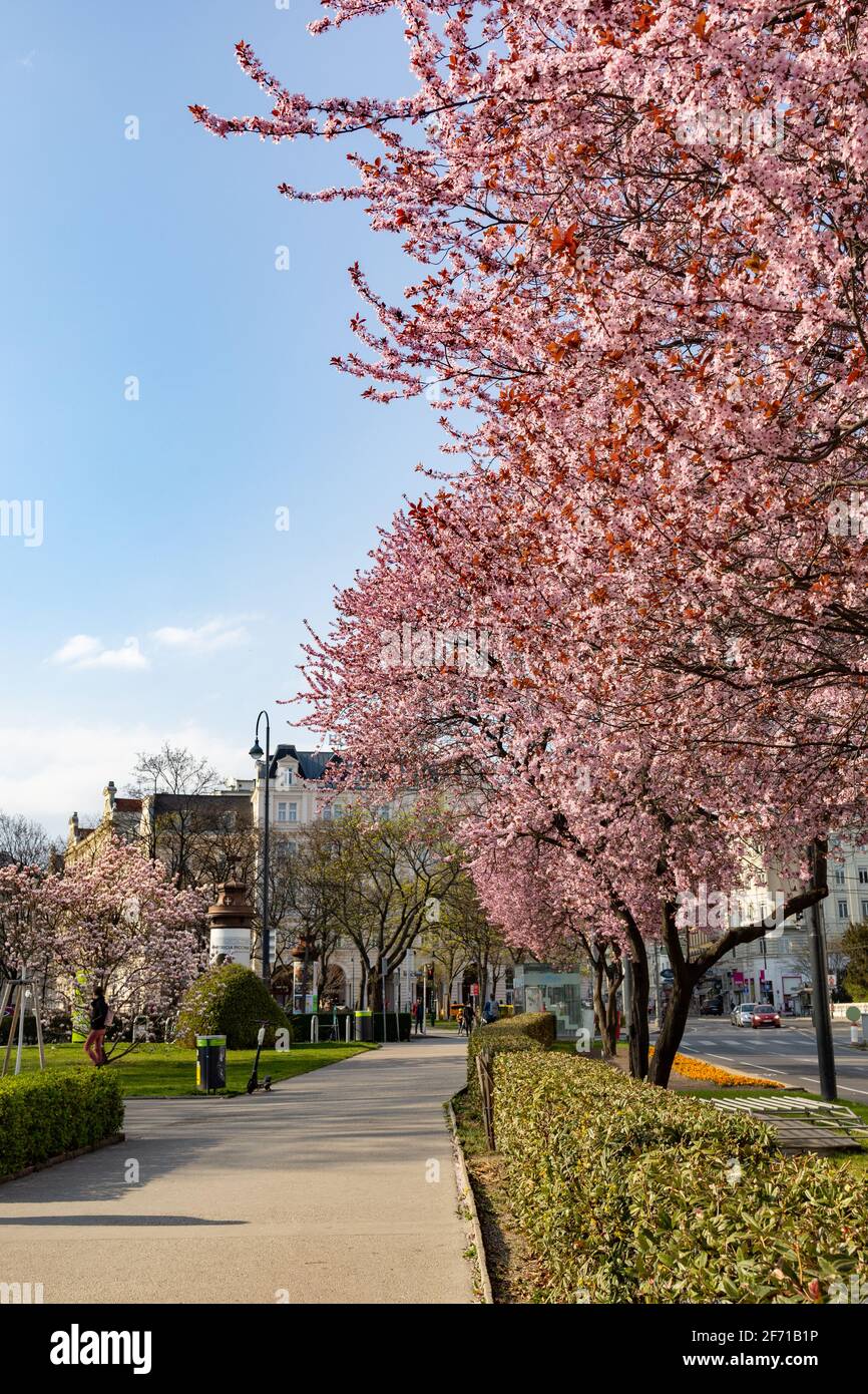 Pink cherry trees in Vienna near Schottentor Stock Photo - Alamy