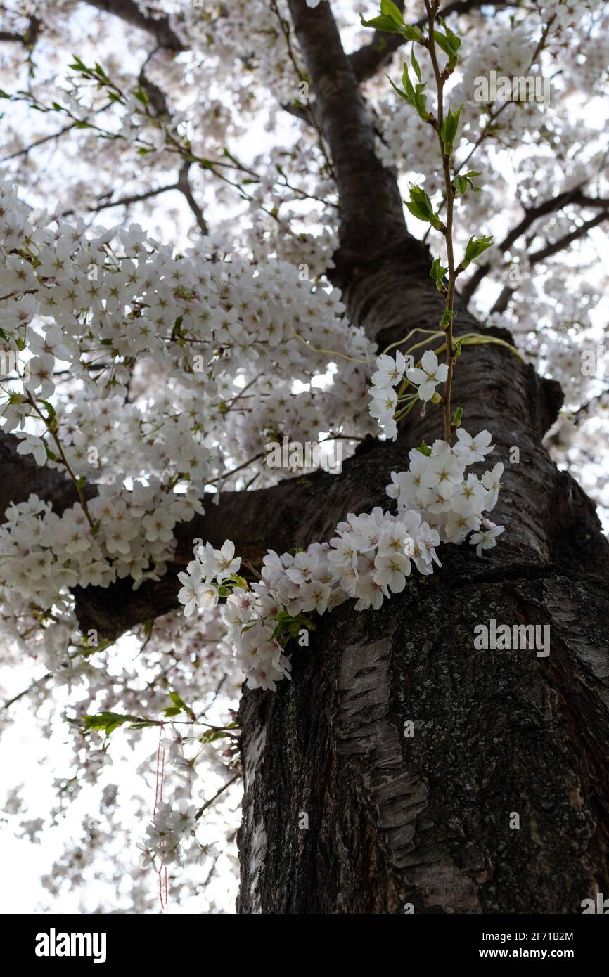 White cherry blossoms on an old Japanese cherry tree Stock Photo - Alamy