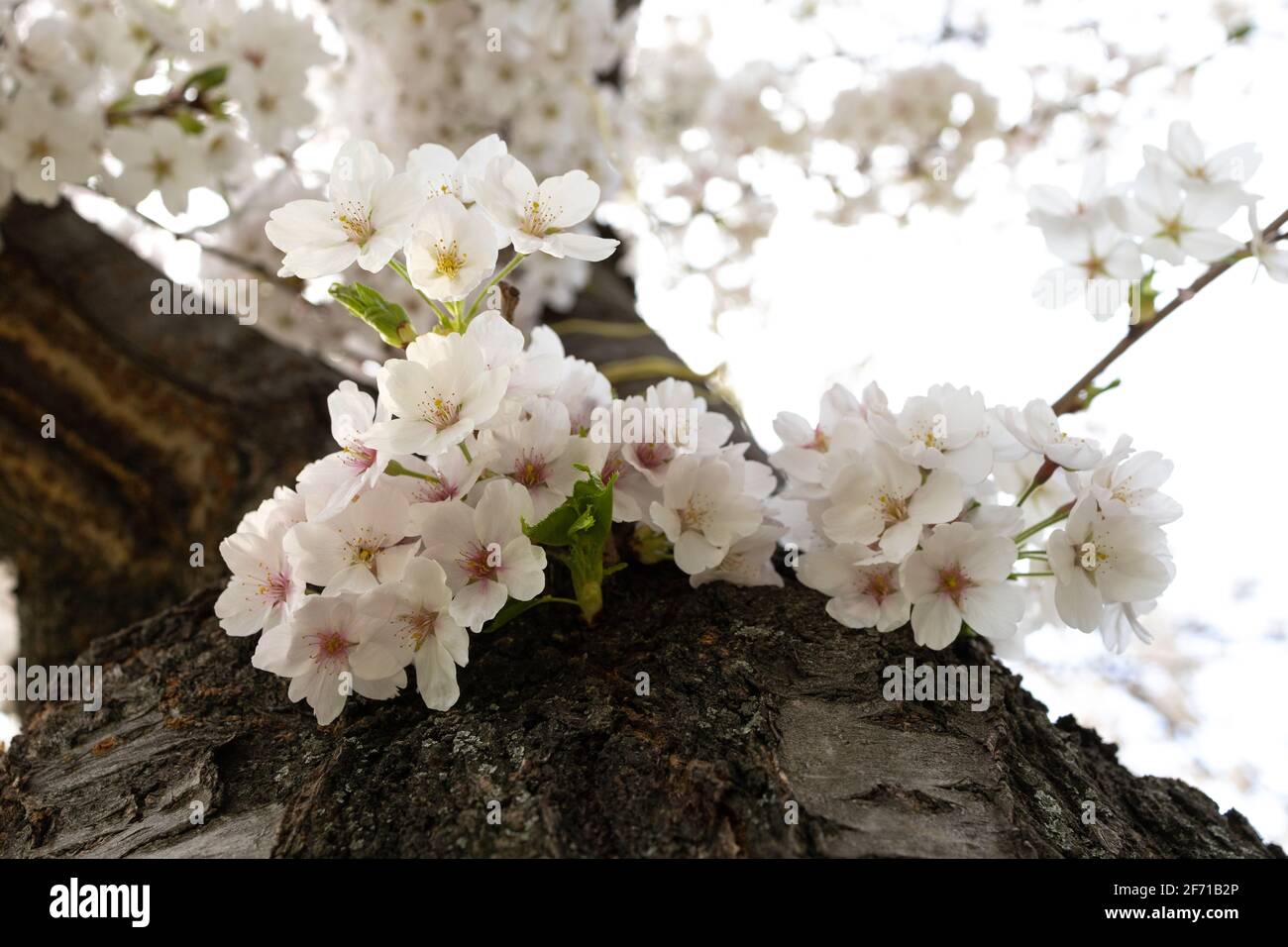 White cherry blossoms on an old Japanese cherry tree Stock Photo - Alamy