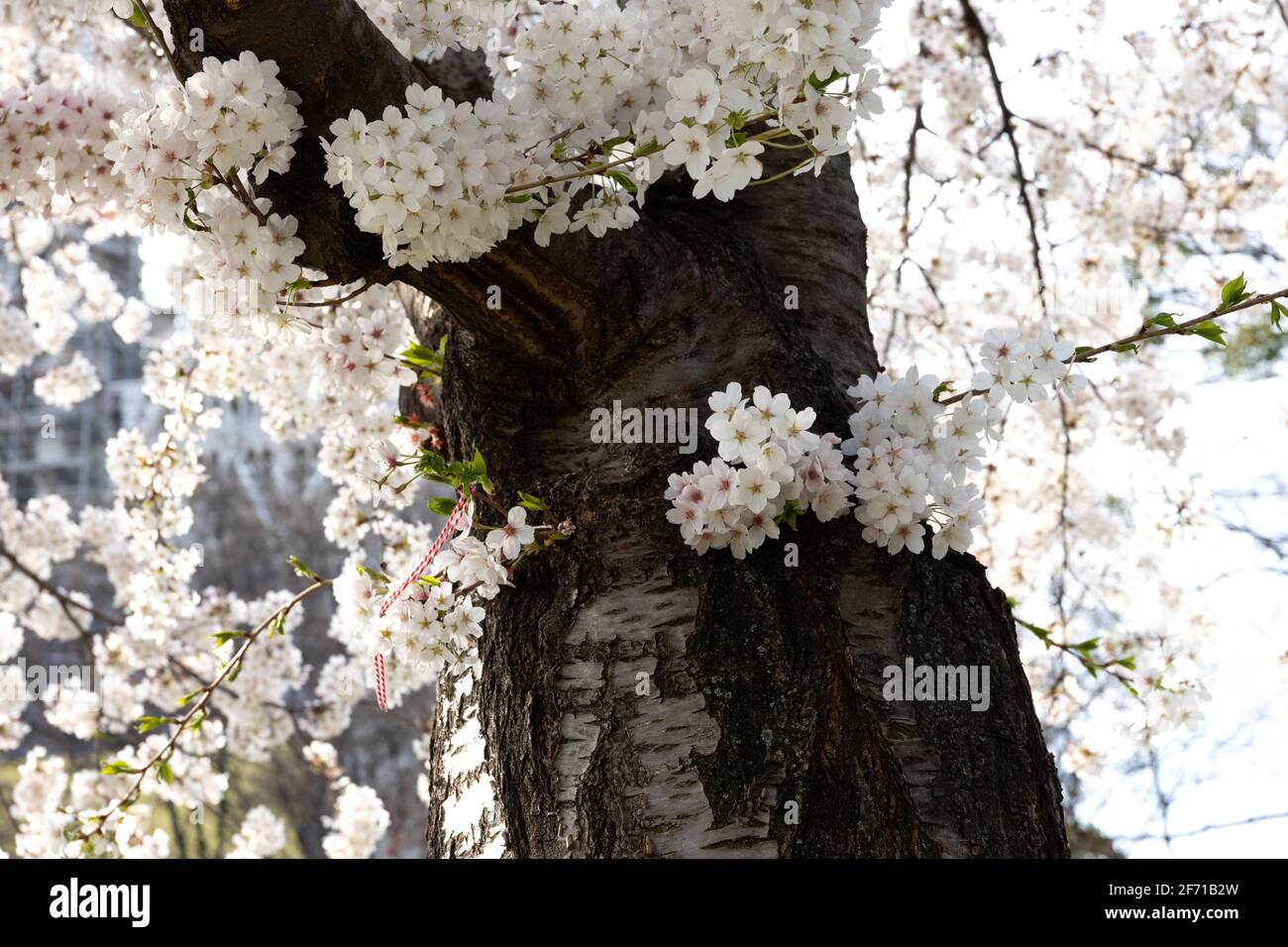 White cherry blossoms on an old Japanese cherry tree Stock Photo - Alamy
