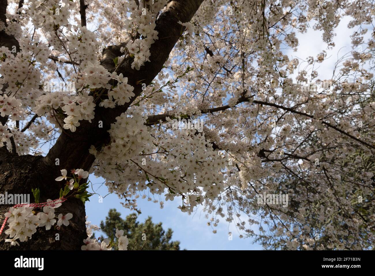 White cherry blossoms on an old Japanese cherry tree Stock Photo - Alamy