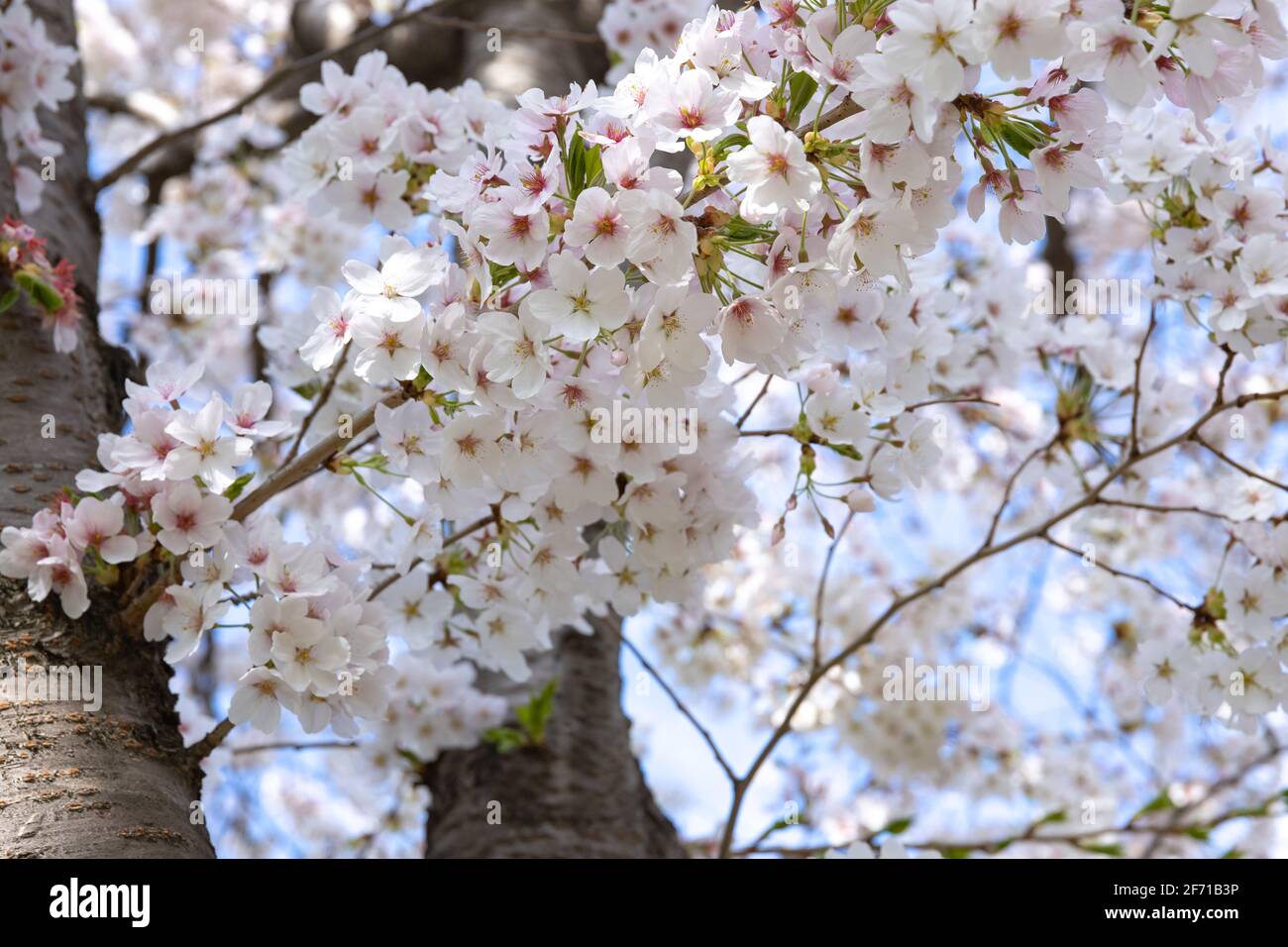 White cherry blossoms on an old Japanese cherry tree Stock Photo - Alamy
