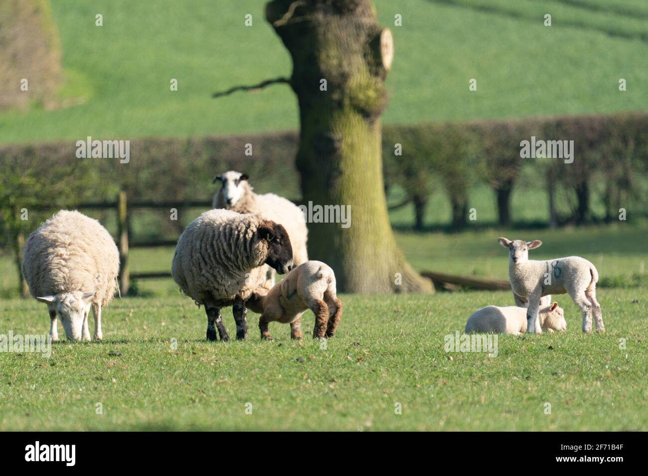 New born lambs and their mothers Easter , Spring time, in a field Stock ...