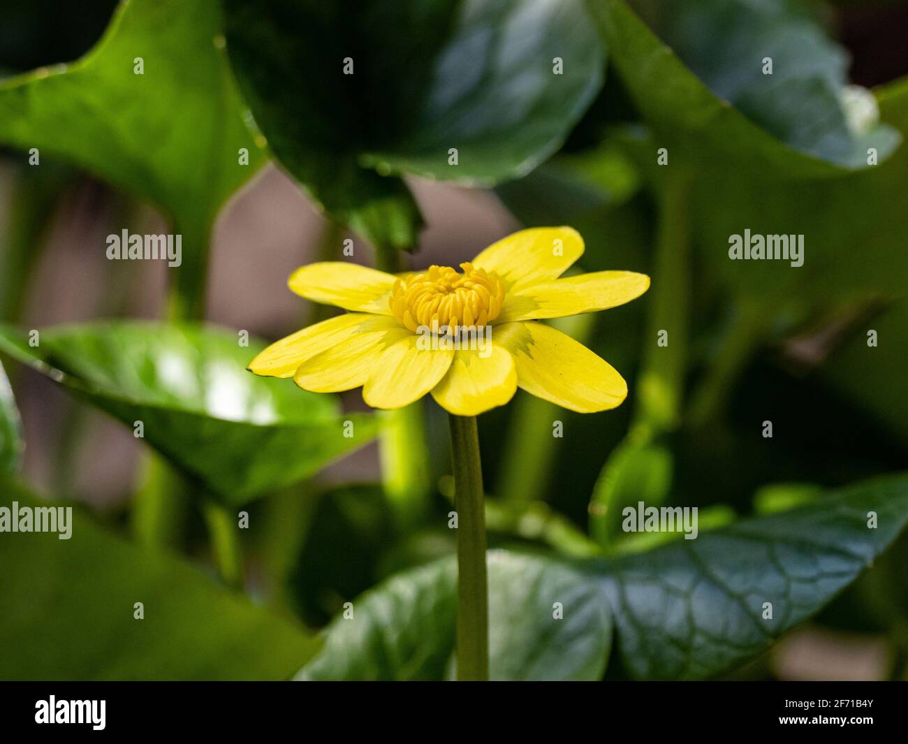 genus Ficaria buttercup flowers bloom beside open water in a small ...
