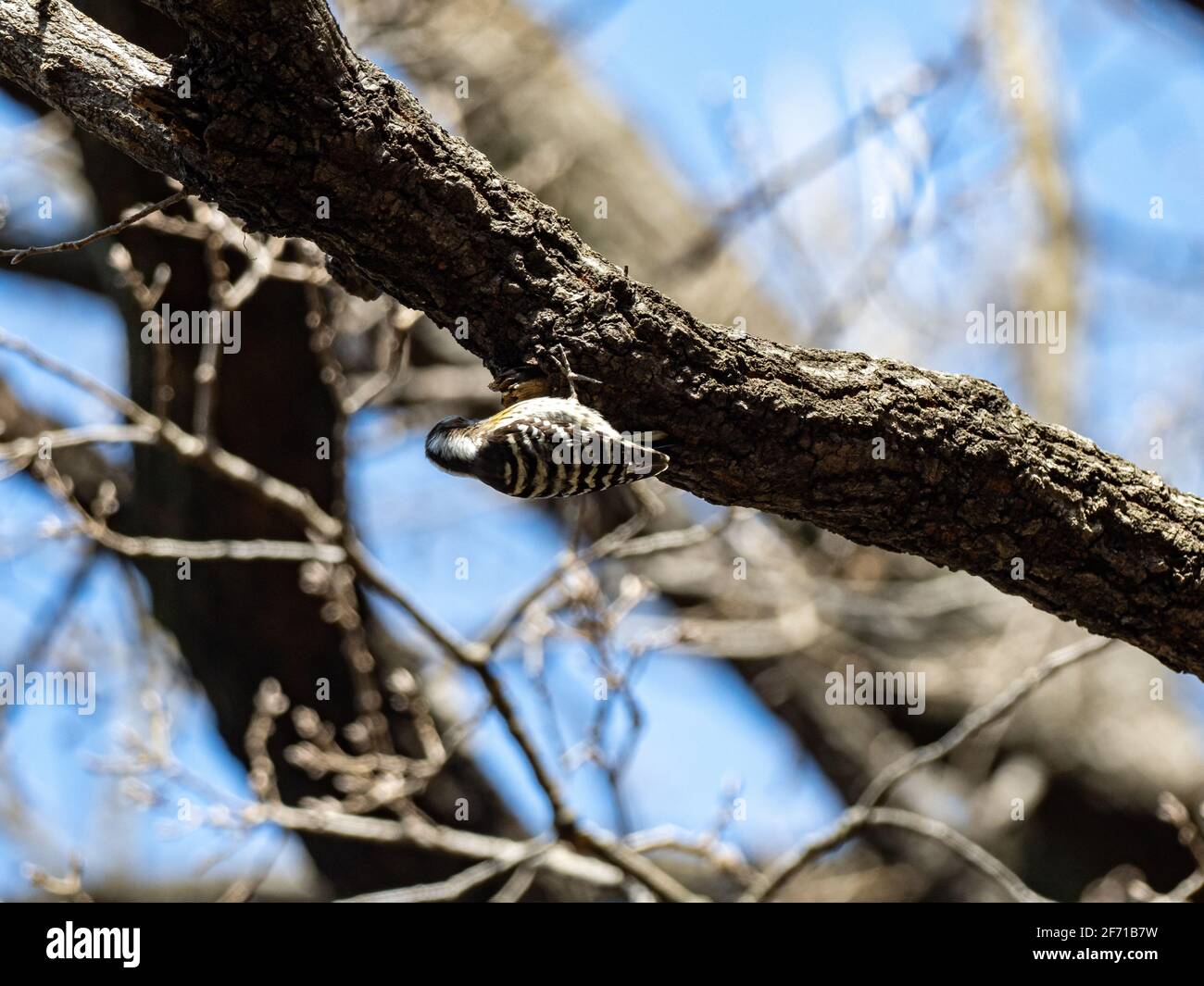 A Japanese pygmy woodpecker, Yungipicus kizuki, on a tree in a forest ...