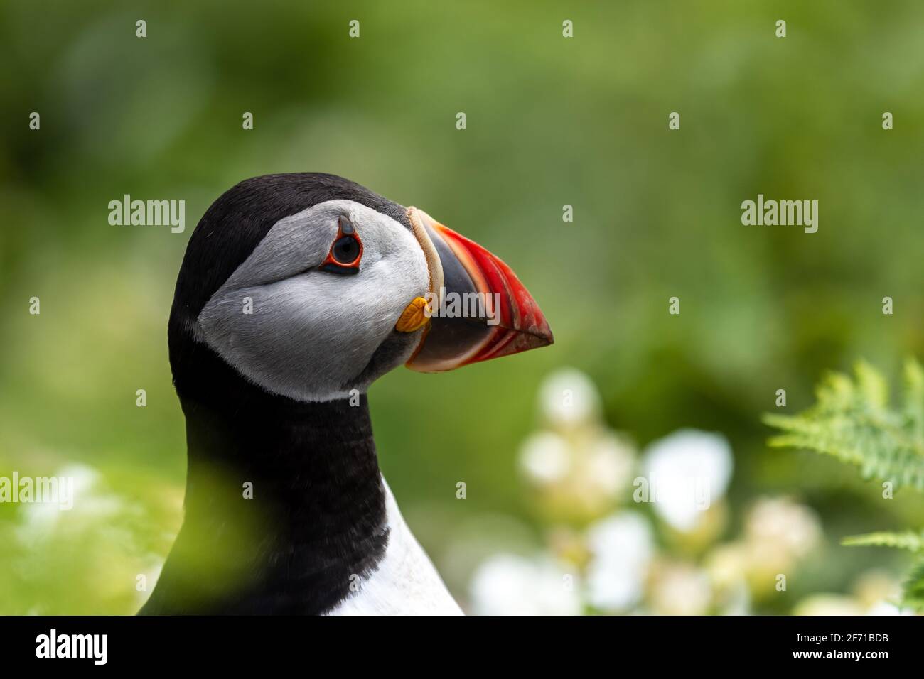 Skomer puffin watching hi-res stock photography and images - Alamy