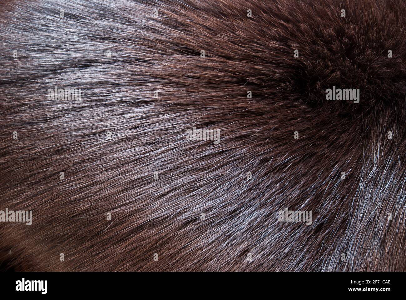 Animal fell hi-res stock photography and images - Alamy