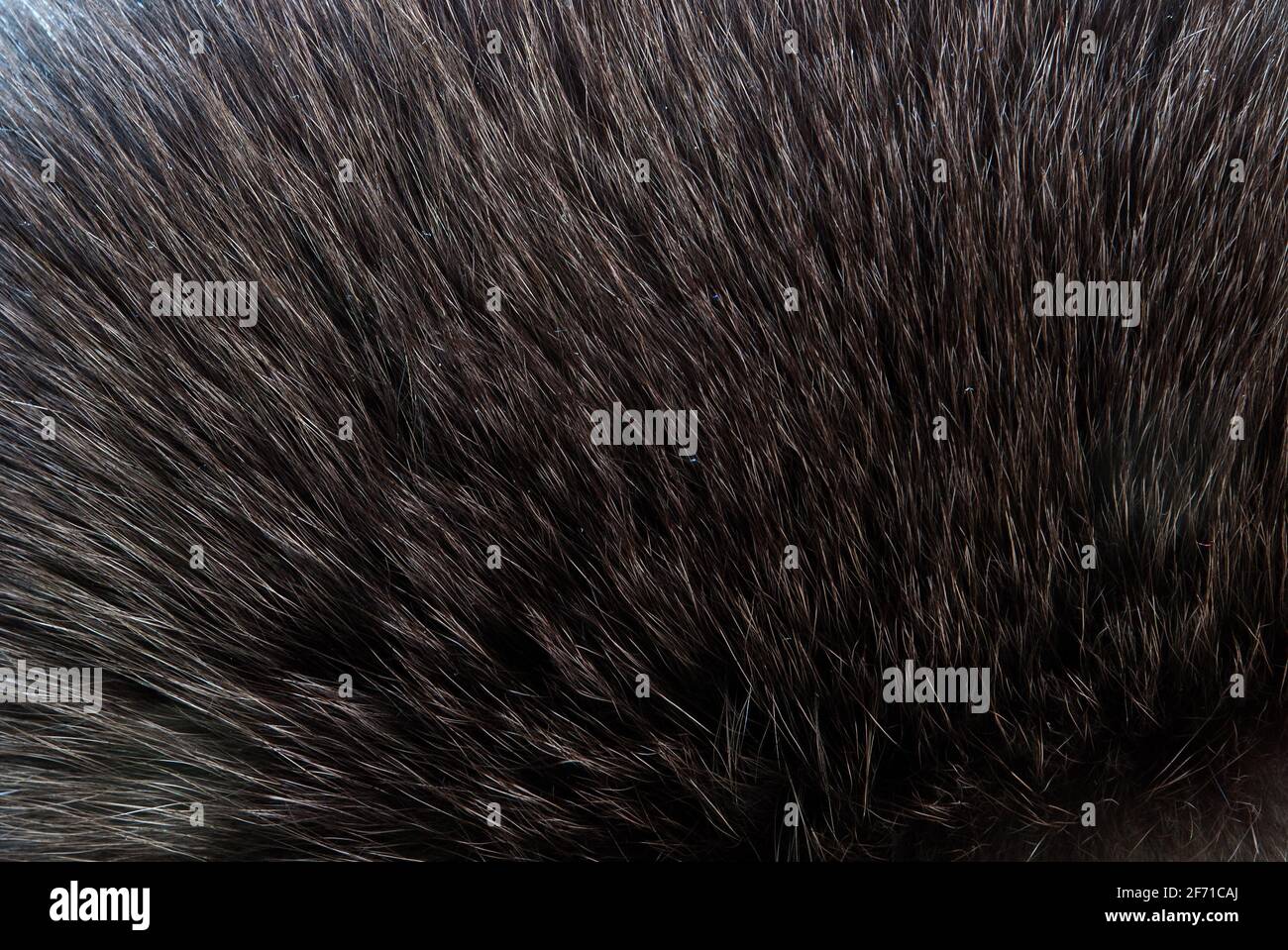 Animal fell hi-res stock photography and images - Alamy
