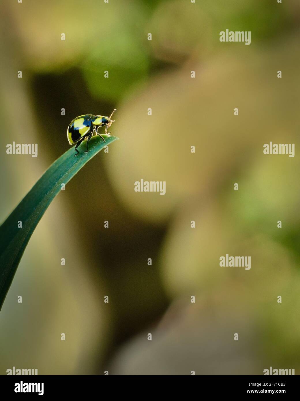 Yellow beetle with batman design black spots on its back crawling up ...