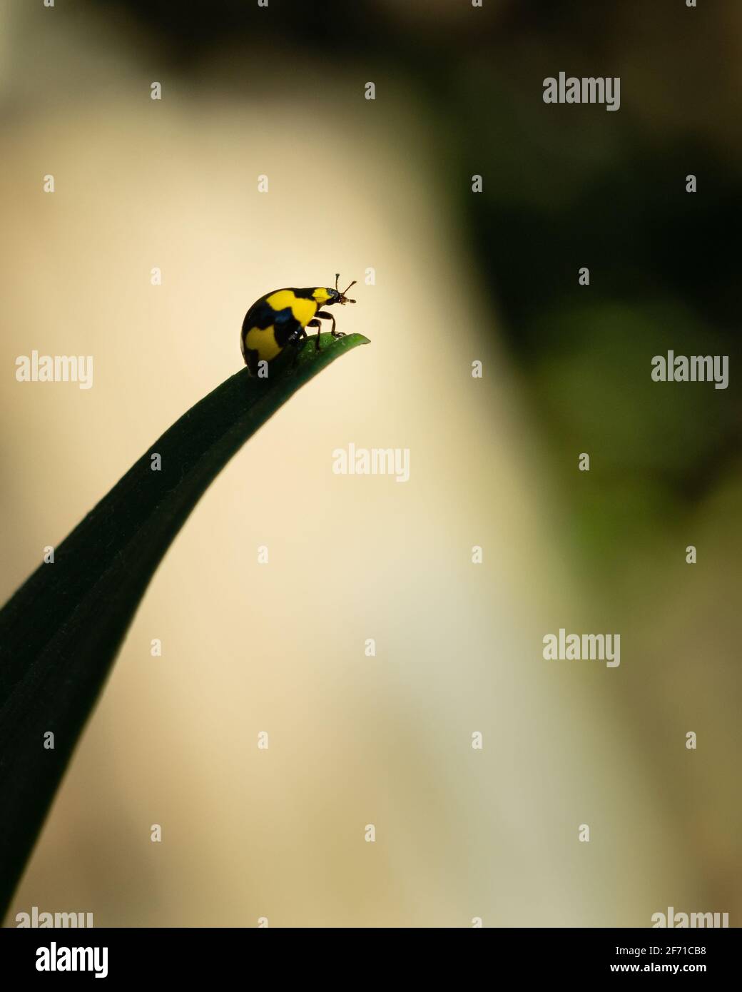 Shiny yellow beetle with batman design black spots on its back crawling ...