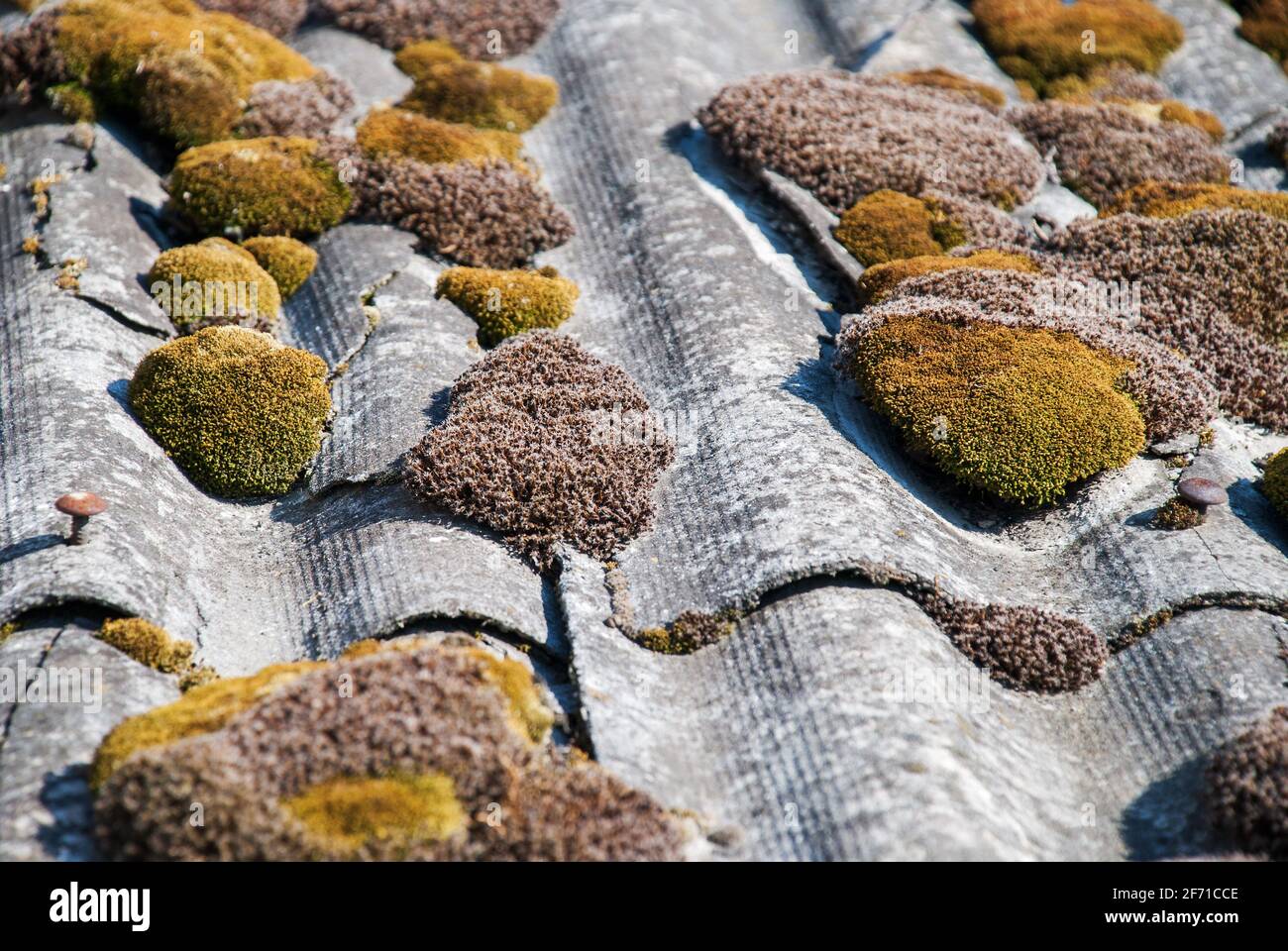 Green moss and algae on slate roof tiles Stock Photo - Alamy