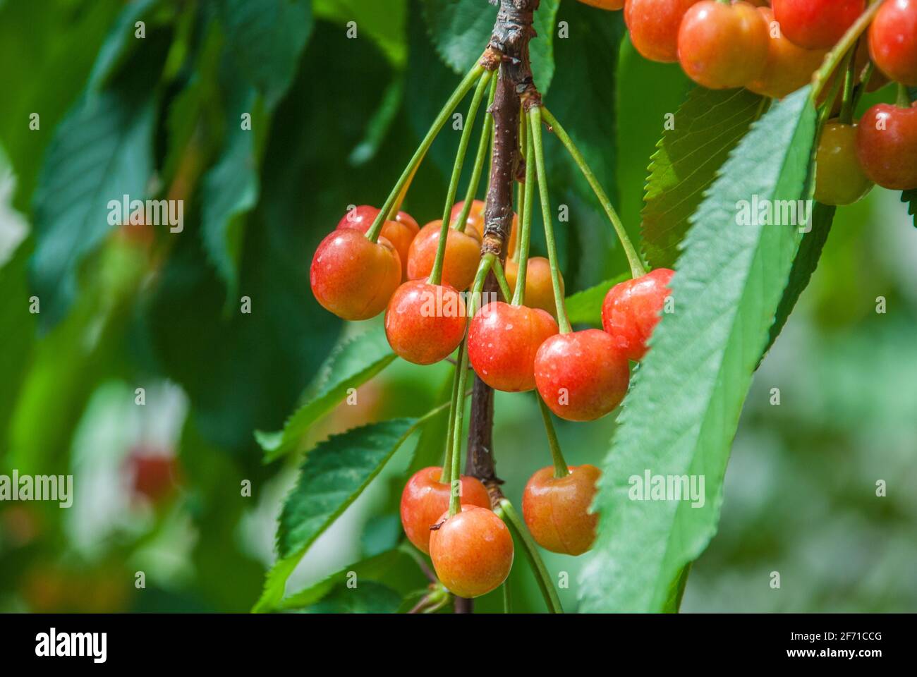 Cherries hanging on a cherry tree branch Stock Photo - Alamy